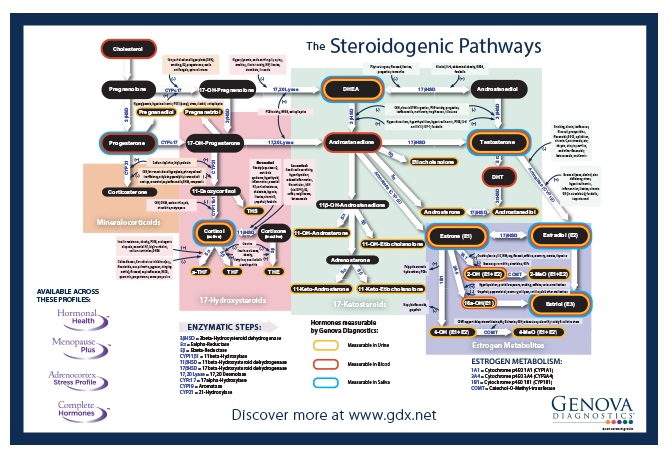 The Steroidogenic Pathway - Understanding What Influences Each Step ...